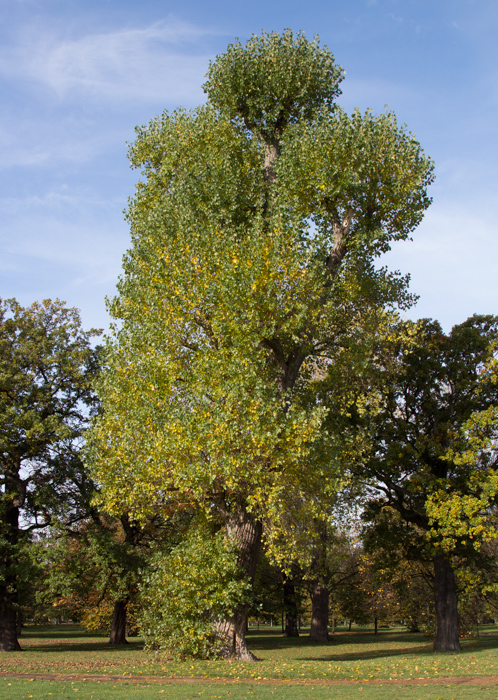 Photographs of black poplar trees