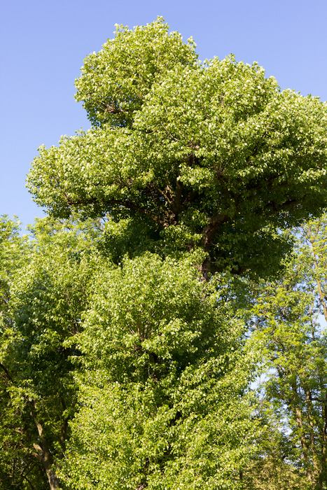 Photographs of black poplar trees