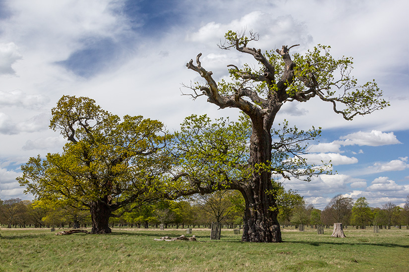 Oak tree photographs